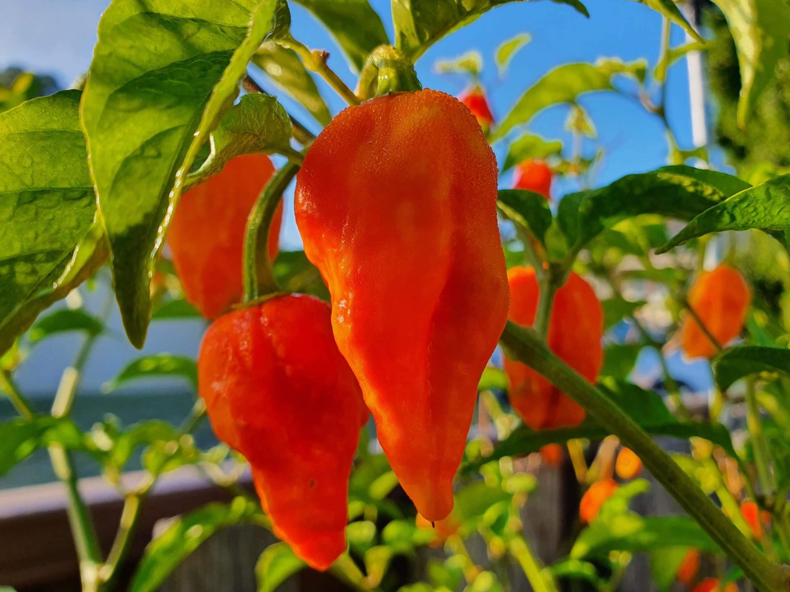 About – The Hot Chilli Woman